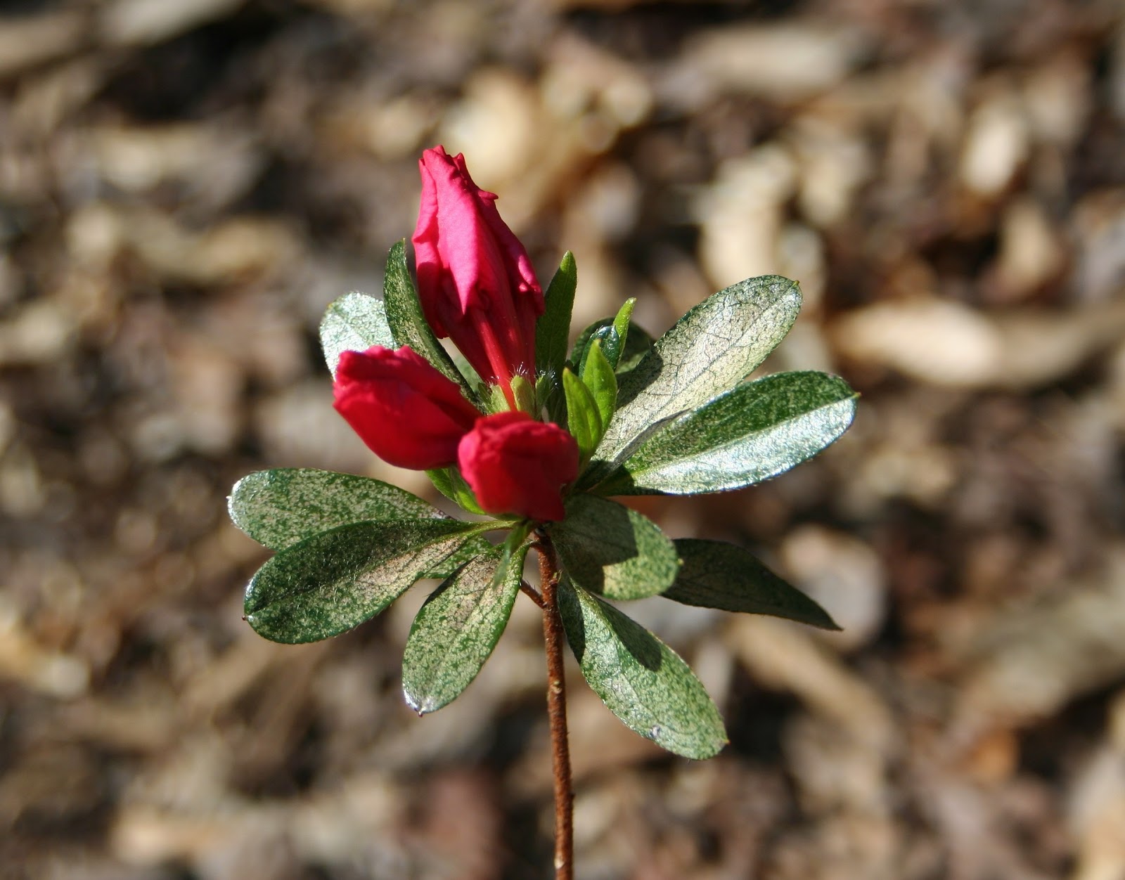 Azaleea: ideala pentru gradina si apartament, fara sa fii expert in ...