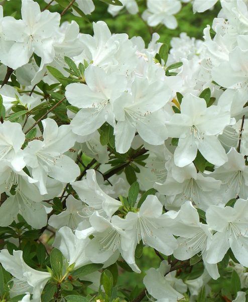 Azaleea: ideala pentru gradina si apartament, fara sa fii expert in ...