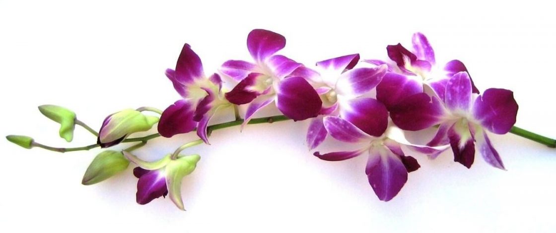 Orhidee - Sfaturi pentru ingrijire corecta | Pret | Tipuri de orhidee ...