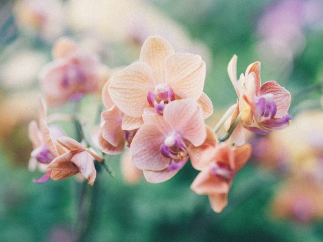 Muscatele: Tot ce trebuie sa stii despre ingrijirea lor - Tettu