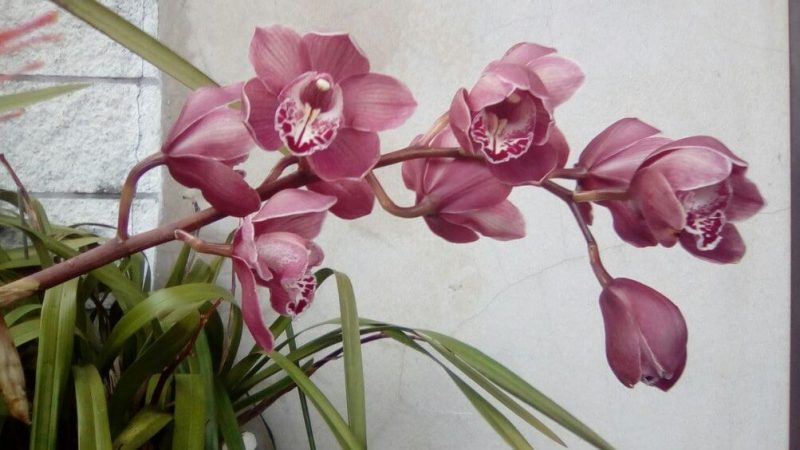 Orhidee - Sfaturi pentru ingrijire corecta | Pret | Tipuri de orhidee ...