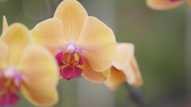 Orhidee - Sfaturi pentru ingrijire corecta | Pret | Tipuri de orhidee ...