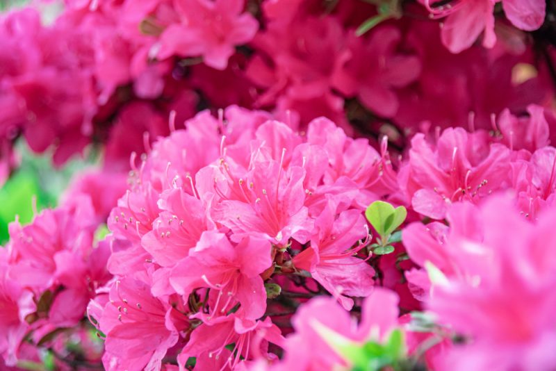 Azaleea: ideala pentru gradina si apartament, fara sa fii expert in ...