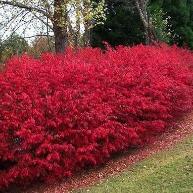 Gardul viu. Ghid de plantare si ingrijire - Tettu
