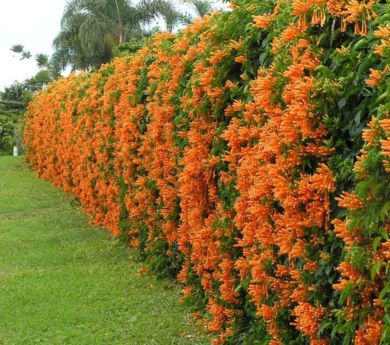 Gardul viu. Ghid de plantare si ingrijire - Tettu