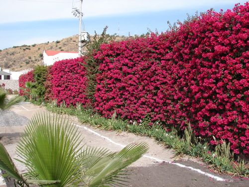Gardul viu. Ghid de plantare si ingrijire - Tettu