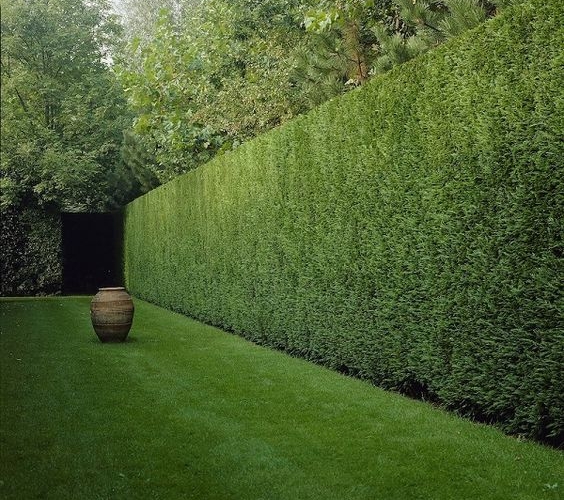 Gardul viu. Ghid de plantare si ingrijire - Tettu