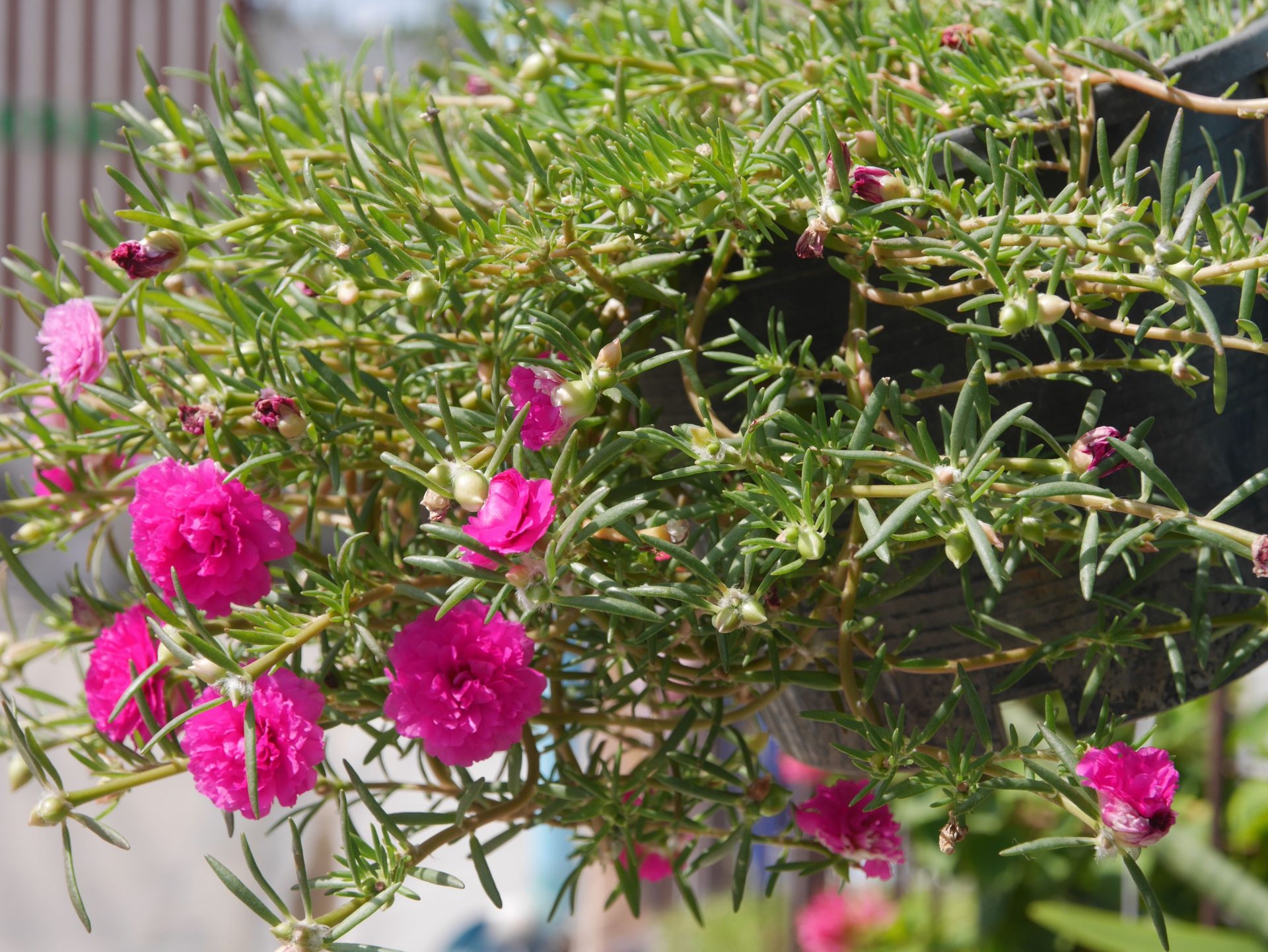 Flori de piatra. Plante estetice si usor de intretinut - Tettu