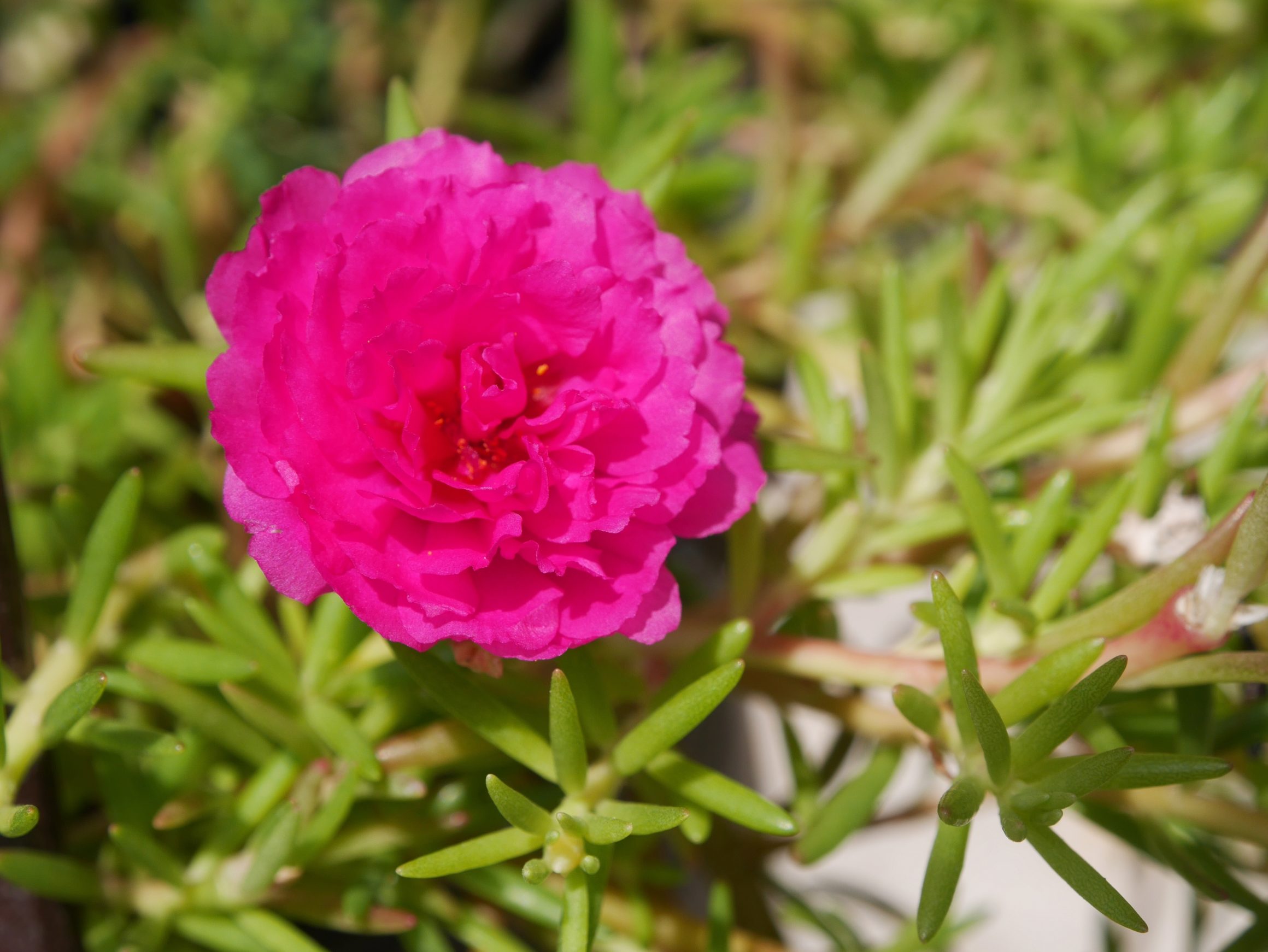 Flori de piatra. Plante estetice si usor de intretinut - Tettu