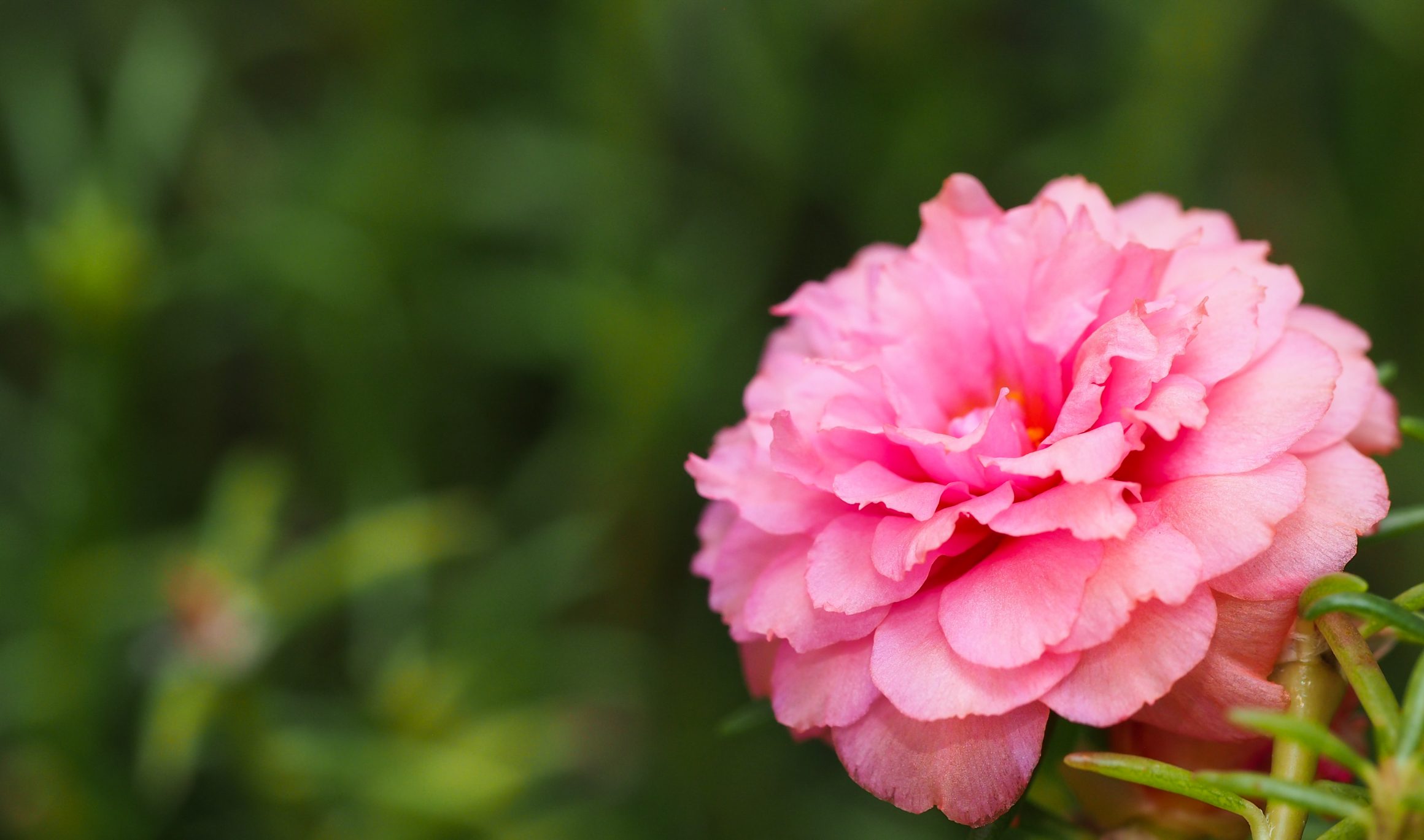 Flori de piatra. Plante estetice si usor de intretinut - Tettu