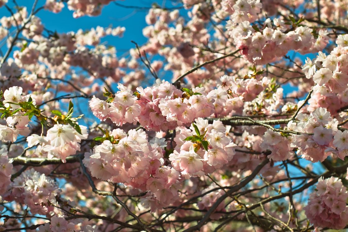 14 arbori ornamentali ideali pentru o curte mica