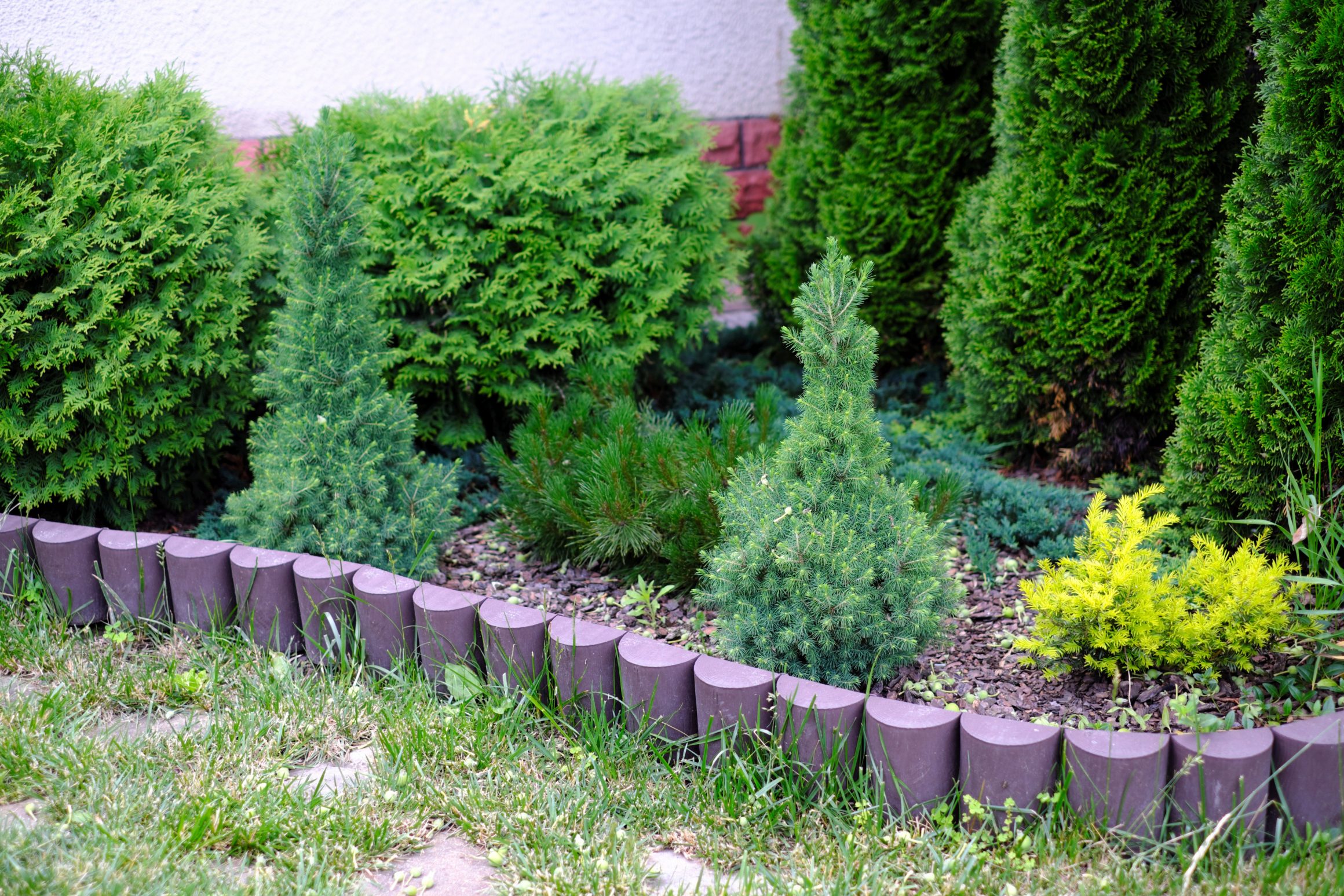 14 arbori ornamentali ideali pentru o curte mica