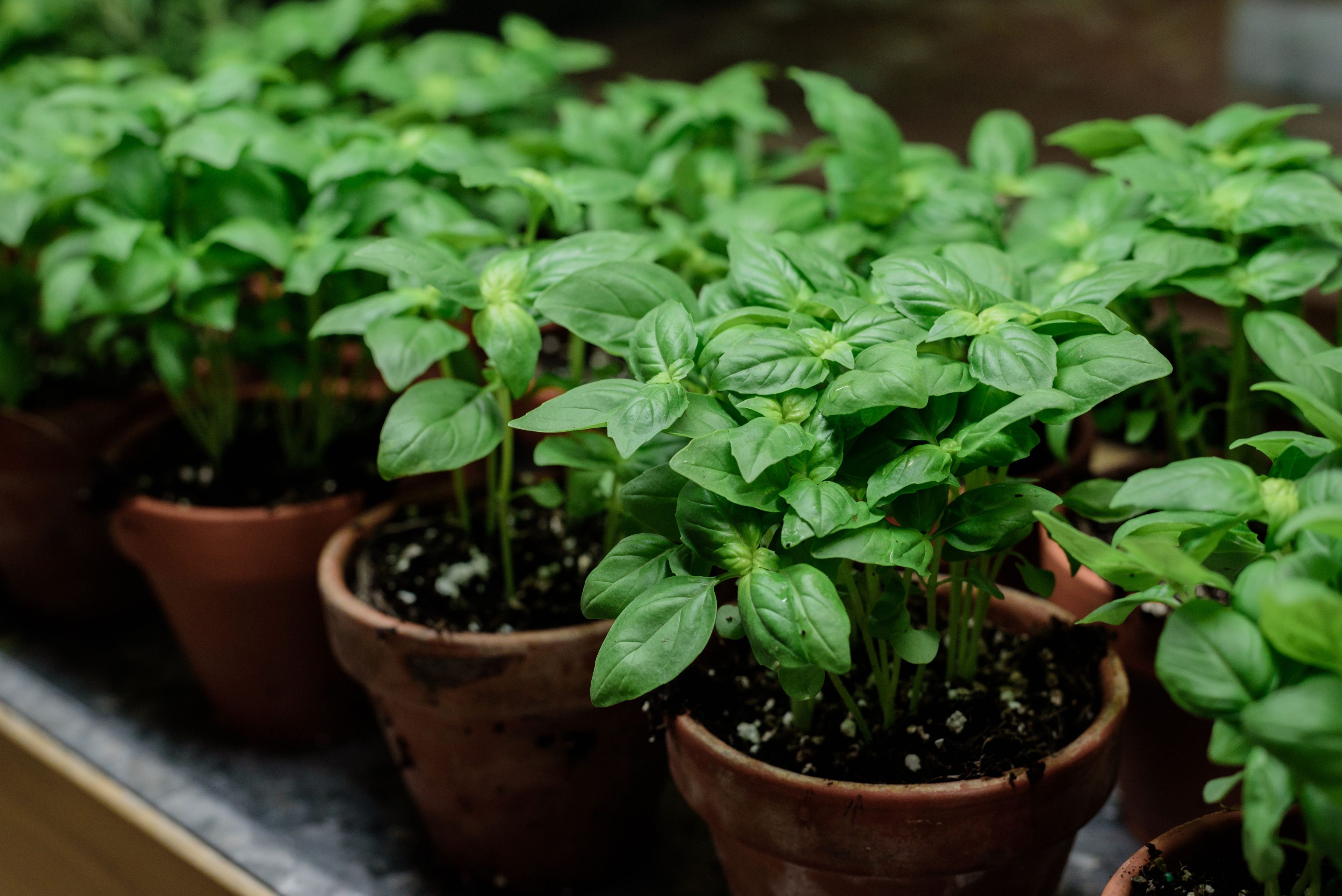Cum poti creste legume si plante aromatice in balcon