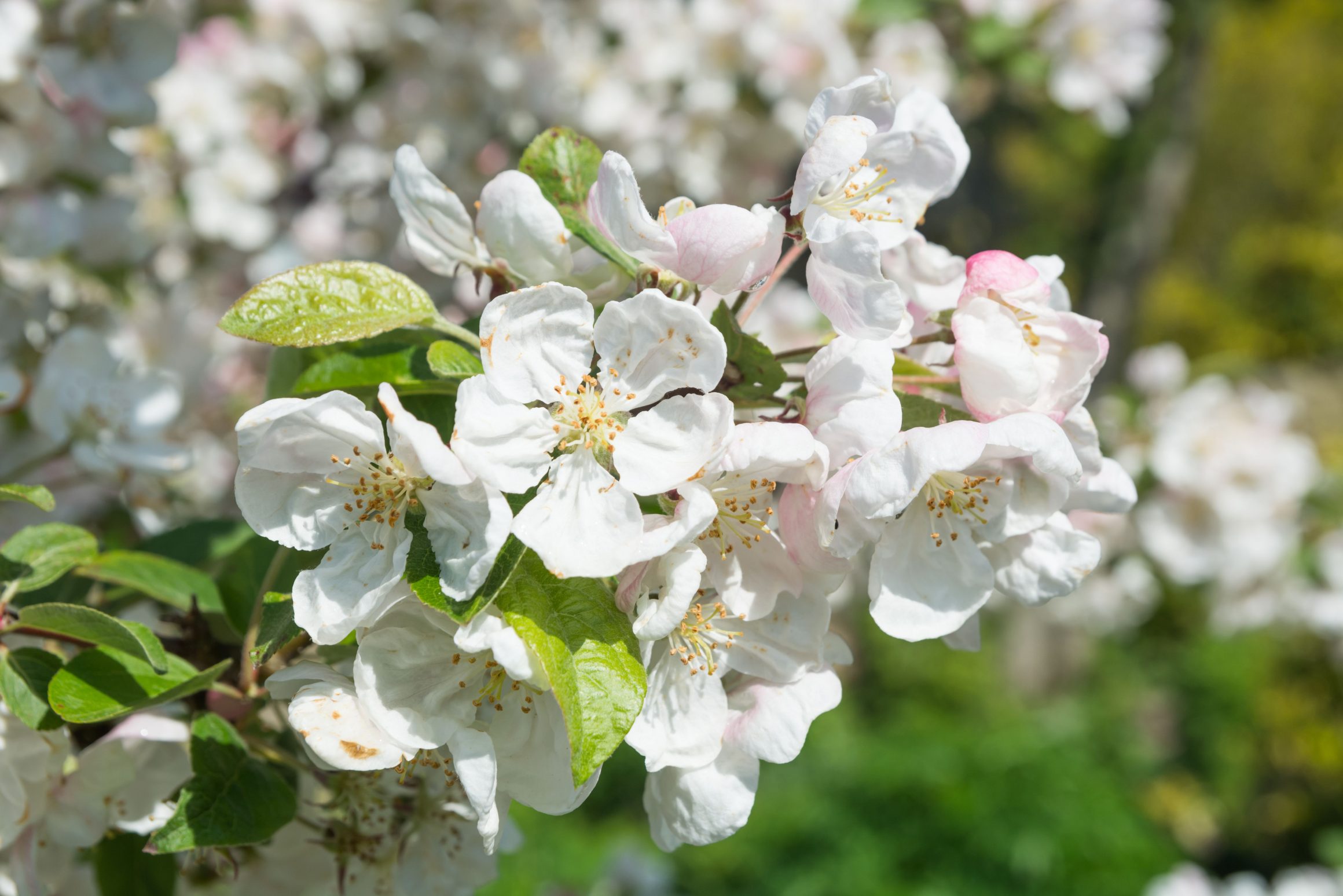 14 arbori ornamentali ideali pentru o curte mica