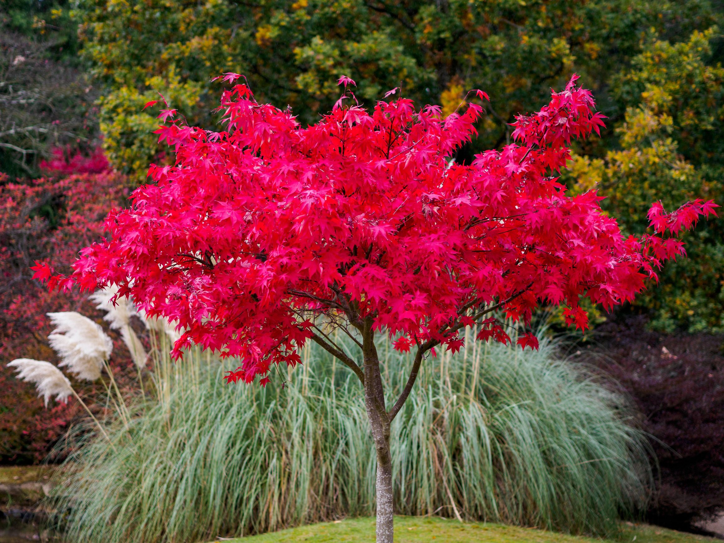 14 arbori ornamentali ideali pentru o curte mica