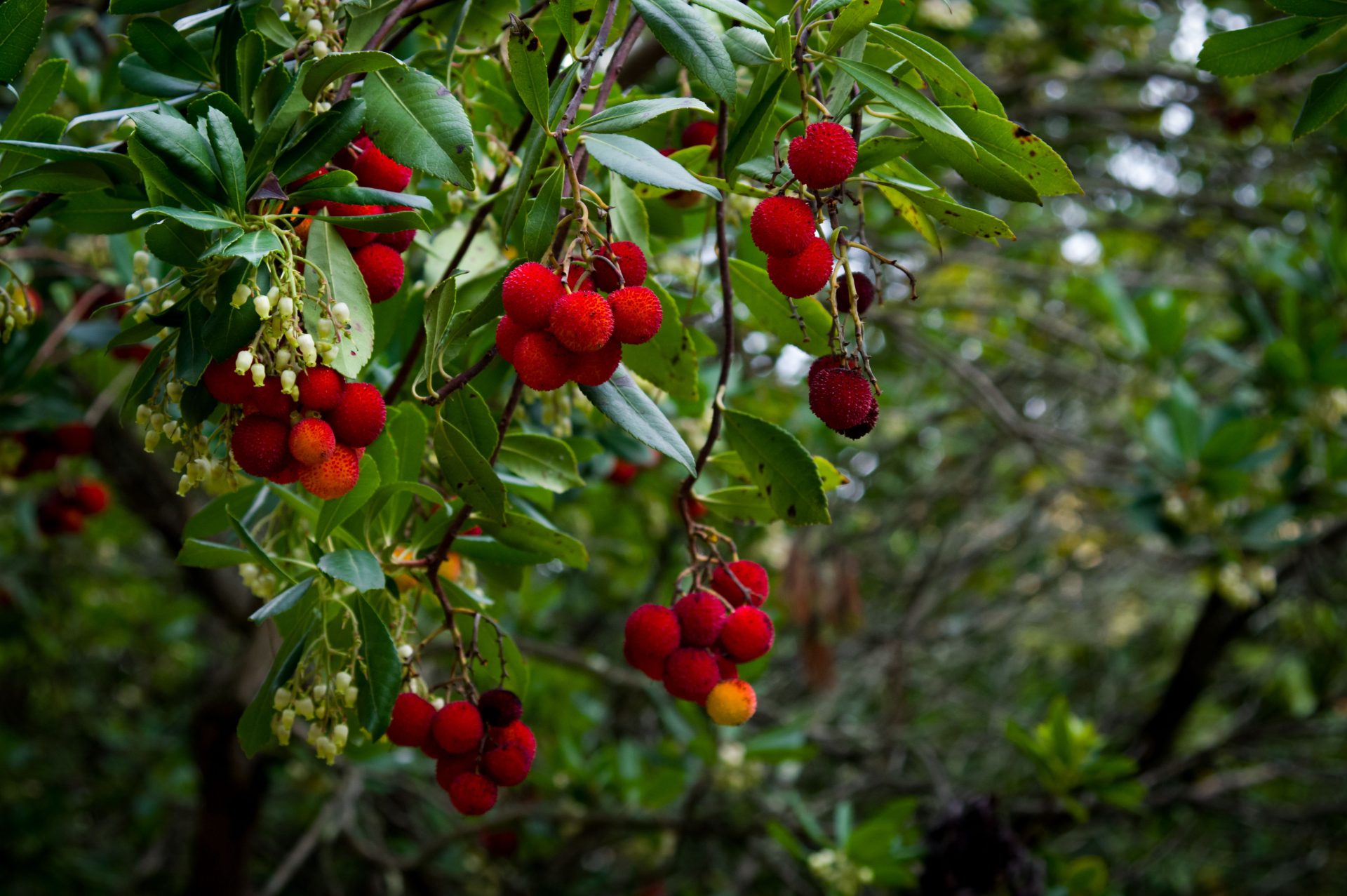 14 arbori ornamentali ideali pentru o curte mica