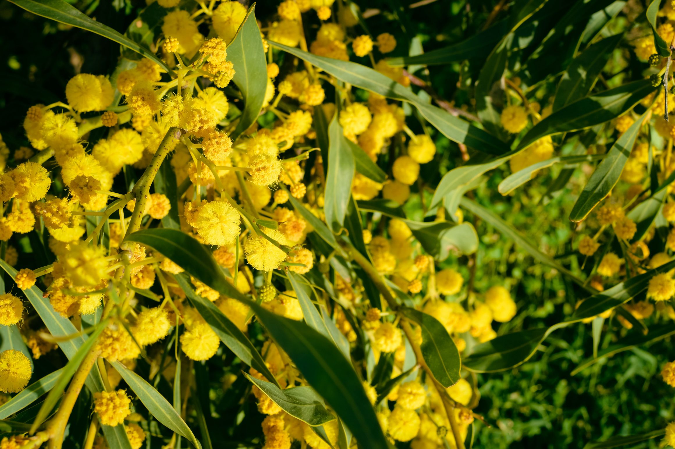 14 arbori ornamentali ideali pentru o curte mica