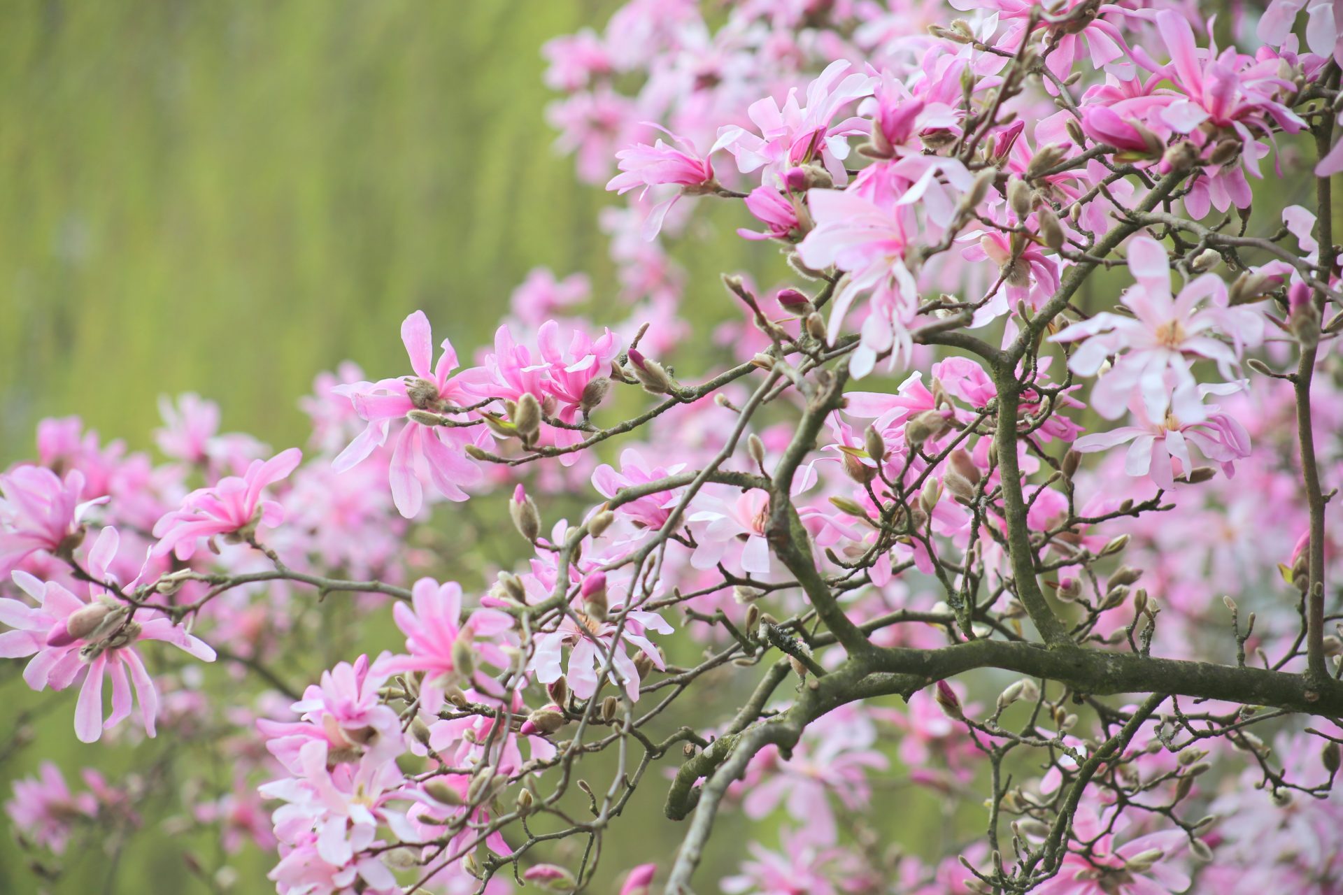 14 arbori ornamentali ideali pentru o curte mica