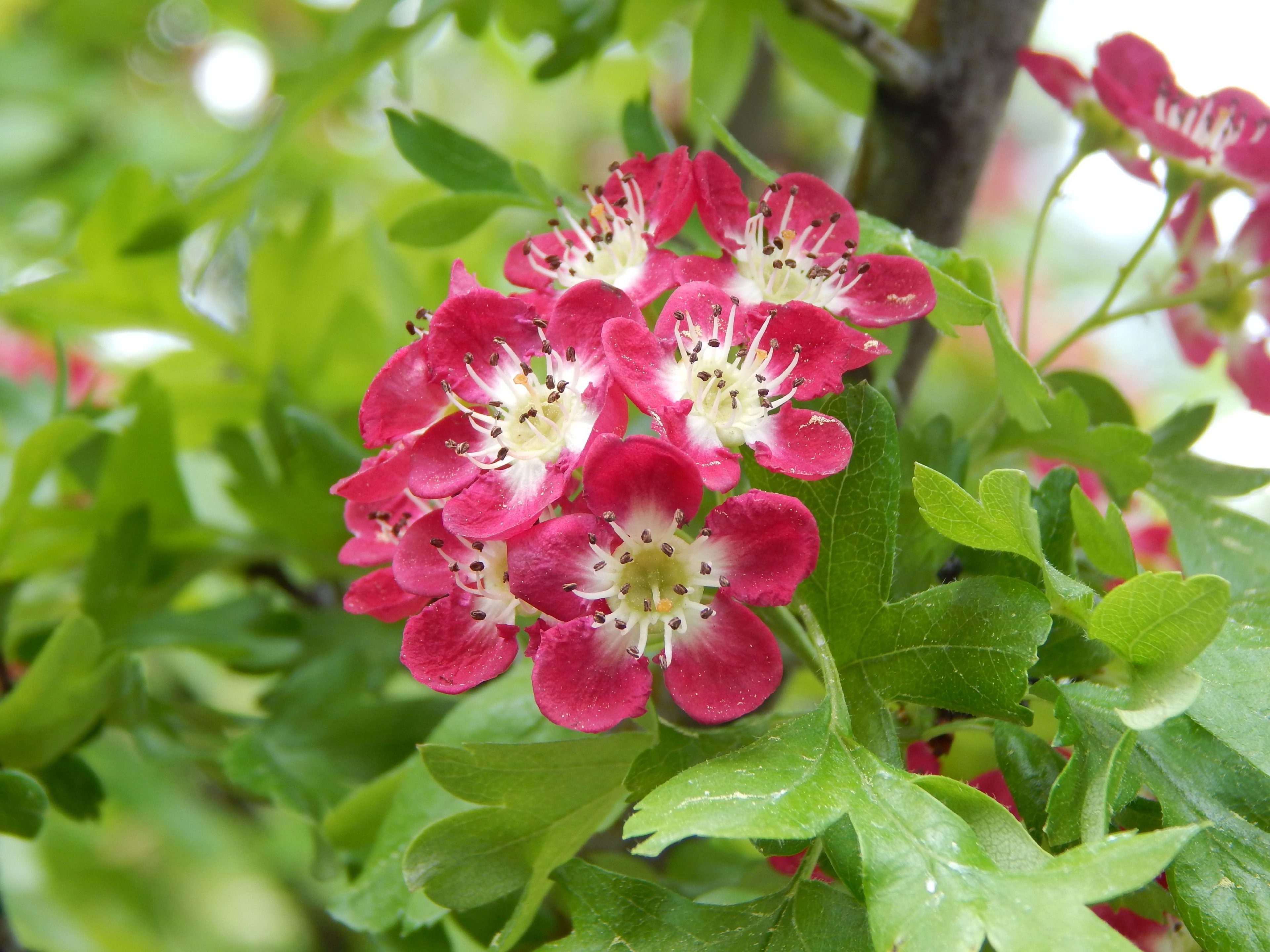 14 arbori ornamentali ideali pentru o curte mica