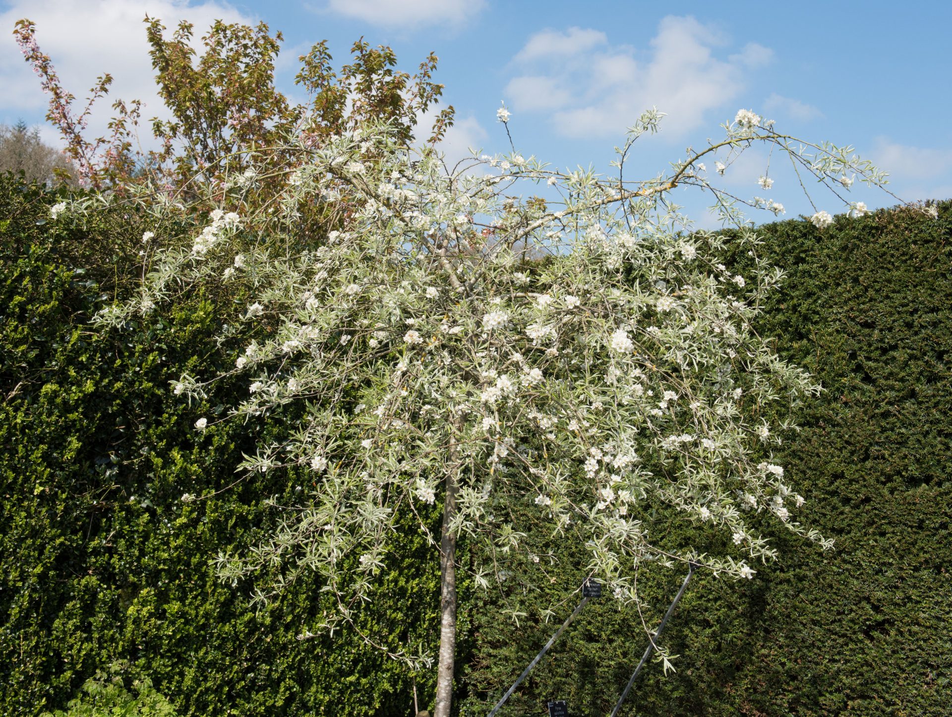 14 arbori ornamentali ideali pentru o curte mica