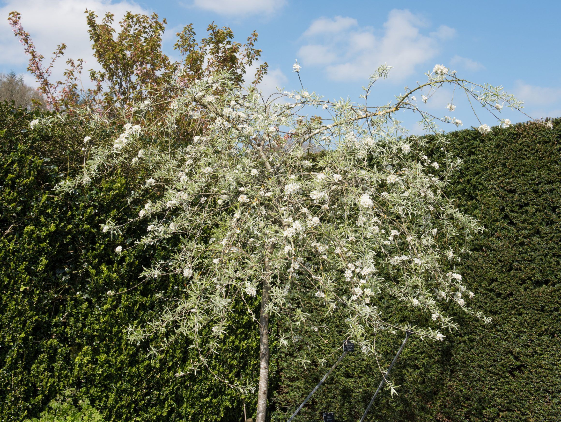 14 arbori ornamentali ideali pentru o curte mica