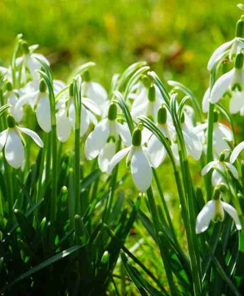 Tot ce nu stiai despre ghiocei - Plantare | Inmultire | Leacuri - Tettu.ro