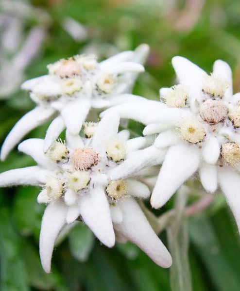 Floarea de colt: cum o cultivi la tine acasa - tettu.ro