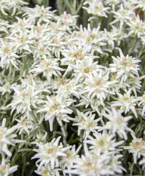 Floarea de colt: cum o cultivi la tine acasa - tettu.ro