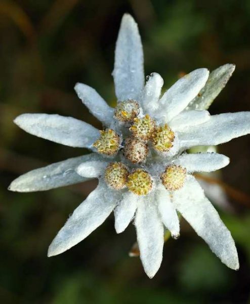 Floarea de colt: cum o cultivi la tine acasa - tettu.ro