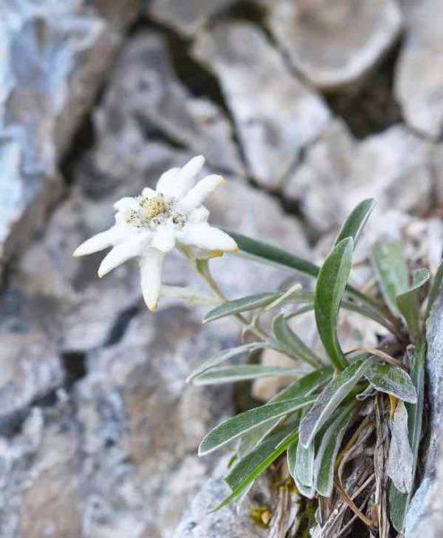 Floarea de colt: cum o cultivi la tine acasa - tettu.ro