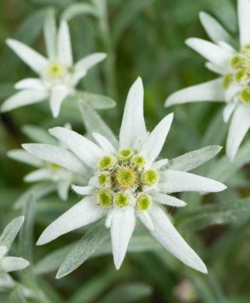 Floarea de colt: cum o cultivi la tine acasa - tettu.ro