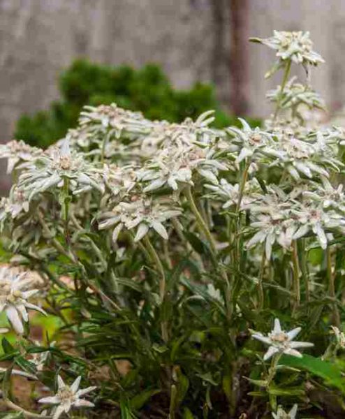 Floarea de colt: cum o cultivi la tine acasa - tettu.ro