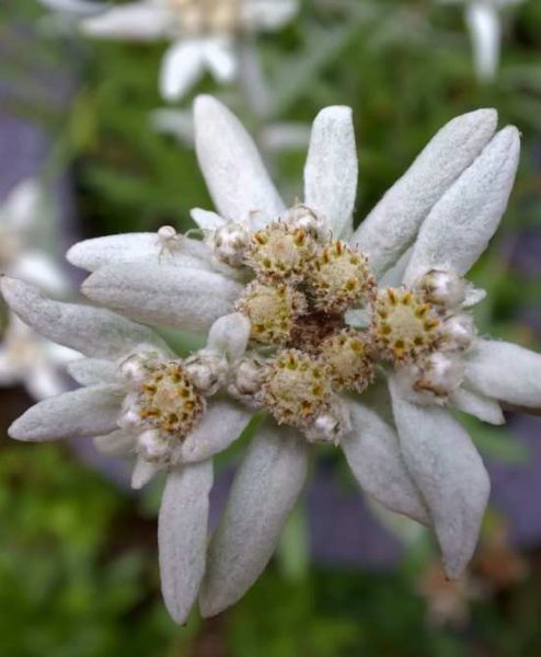 Floarea de colt: cum o cultivi la tine acasa - tettu.ro