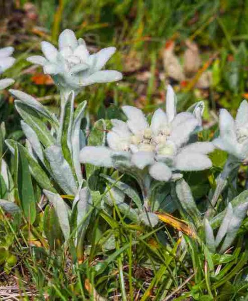 Floarea de colt: cum o cultivi la tine acasa - tettu.ro