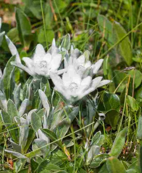 Floarea de colt: cum o cultivi la tine acasa - tettu.ro
