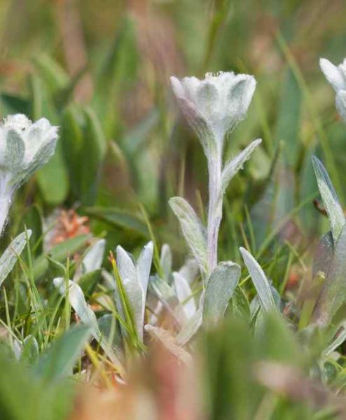 Floarea de colt: cum o cultivi la tine acasa - tettu.ro