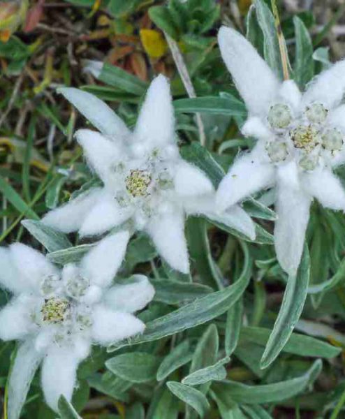 Floarea de colt: cum o cultivi la tine acasa - tettu.ro