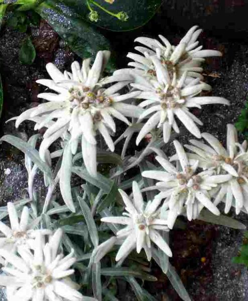 Floarea de colt: cum o cultivi la tine acasa - tettu.ro