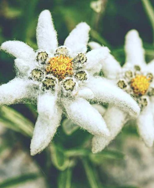 Floarea de colt: cum o cultivi la tine acasa - tettu.ro