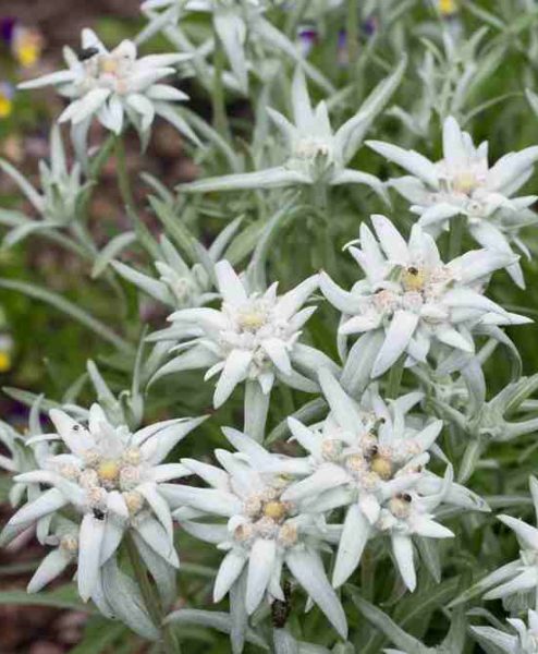 Floarea de colt: cum o cultivi la tine acasa - tettu.ro