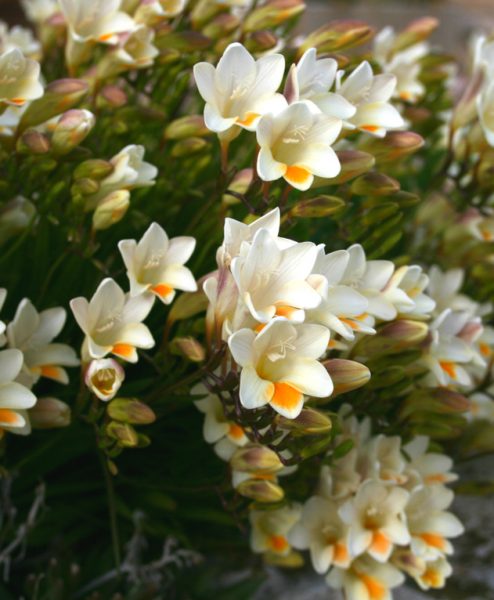 Tot ce trebuie sa stii despre cultivarea freziilor - Tettu.ro