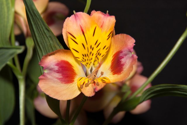 Tot ce trebuie sa stii despre cultivarea freziilor - Tettu.ro