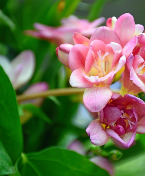 Tot ce trebuie sa stii despre cultivarea freziilor - Tettu.ro