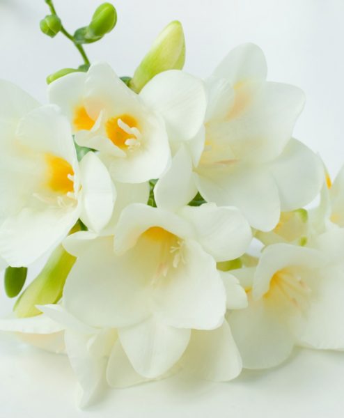 Tot ce trebuie sa stii despre cultivarea freziilor - Tettu.ro