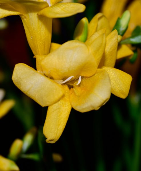 Tot ce trebuie sa stii despre cultivarea freziilor - Tettu.ro