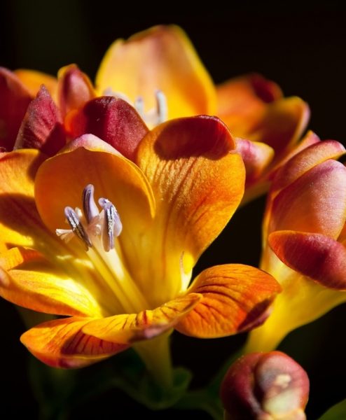 Tot ce trebuie sa stii despre cultivarea freziilor - Tettu.ro