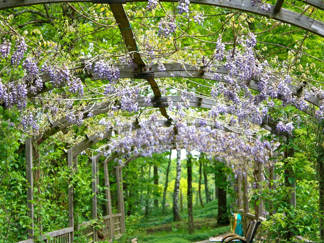 Flori de piatra. Plante estetice si usor de intretinut - Tettu