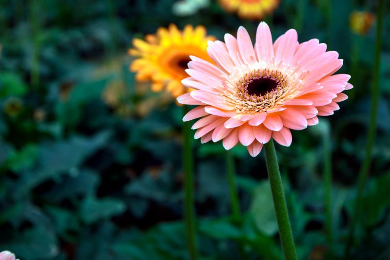 Gerbera: cum o plantezi, sfaturi utile pentru îngrijire și înflorire ...